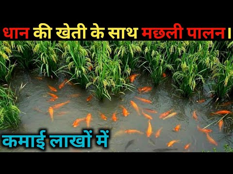 fish farming business,rice fish farming, paddy biofloc fish farming in india,ras fish farming ||