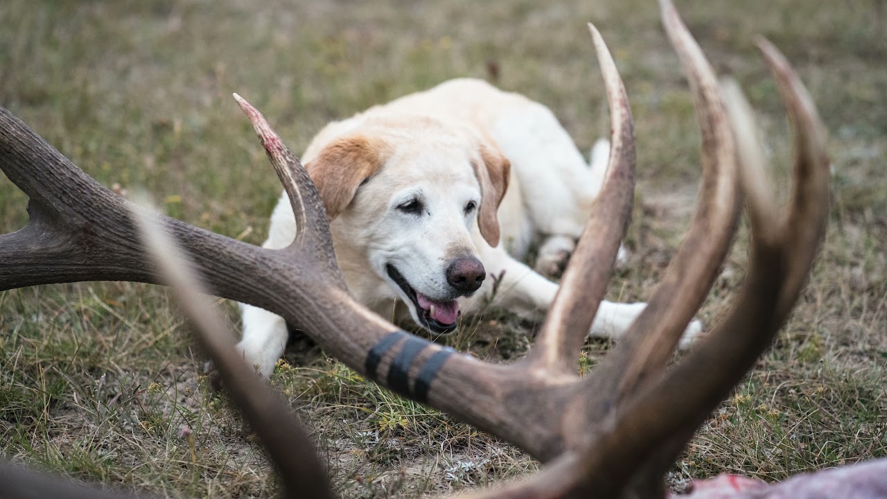 8 Meat Processing Tips