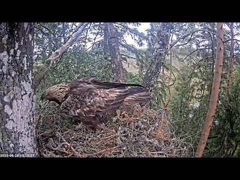Kaljukotkas 2: On June 26 a golden eagle flies to the nest with a stick / 12:15 - 12:19 / 2025-06-26