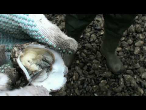 Stillehavs østers i Vadehavet