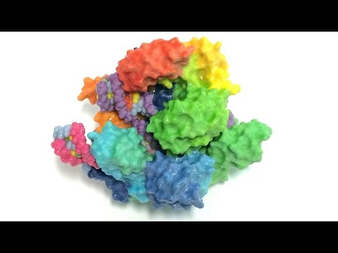 How Protein-DNA Recognition Works