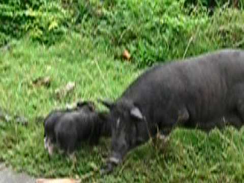 Kopi Talk – Kalinga Pig or wild boar | class95cafes