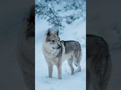 The Czechoslovakian Wolfdog
