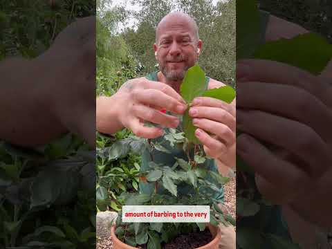 personal growing review of Rose ‘ hanky-panky’ (Wektorcent) from @PeterBealesRoses #gardenerben