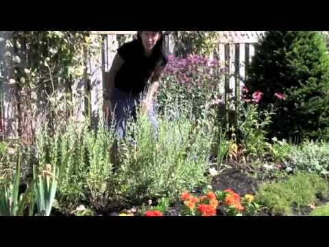 Russian Sage Perovskia Perennials - Veseys