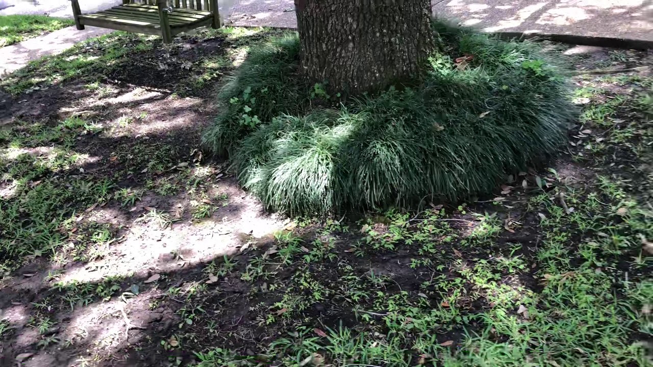 Another live oak that has been the happy recipient of much restraint with pruning tools.