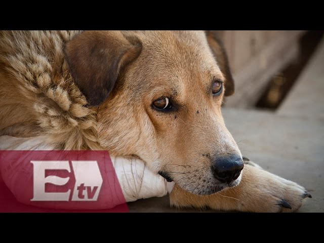 VIDEO: Capibara y cocodrilo se vuelven amigos y cautivan el internet VIDEO: Capibara y cocodrilo se vuelven amigos y cautivan el internet