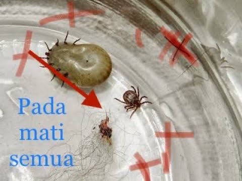7 OBAT PALING AMPUH MEMBASMI KUTU HEWAN - TERNYATA INI YANG PALING AMPUH DI DUNIA !!!!