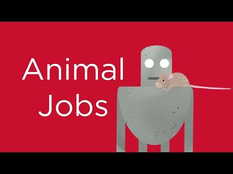Animal Jobs