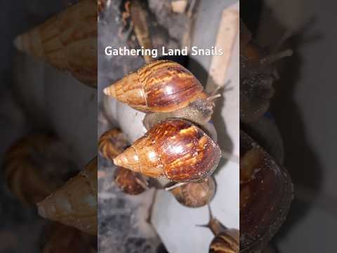 Gathering Land Snails #landsnail #snail #snallhunter #amazing