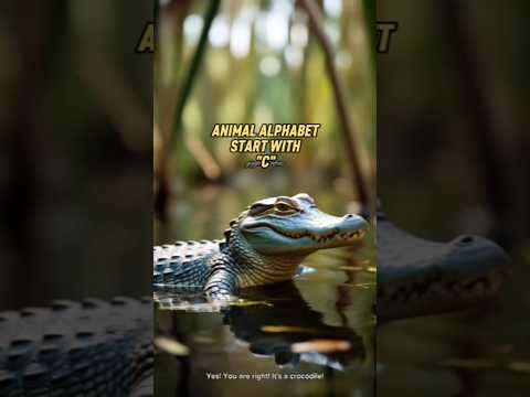 Animal Alphabet Start With "C" - CROCODILE #learningalphabet #crocodilespell #kidsalphabet