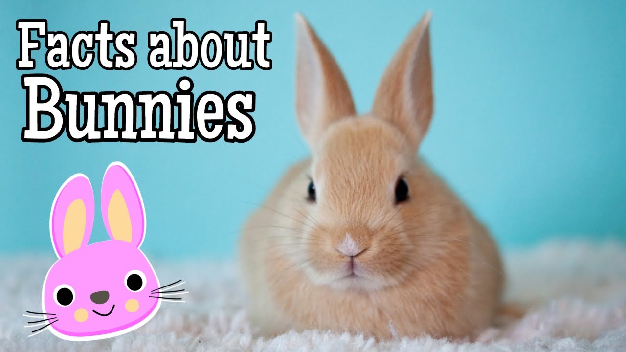 Facts about Bunnies for Kids