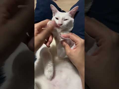 sigma cat #memes