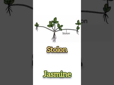 Stolon example in 14sec. #neet #shortsfeed #shortsvideo #biology #youtubeshorts