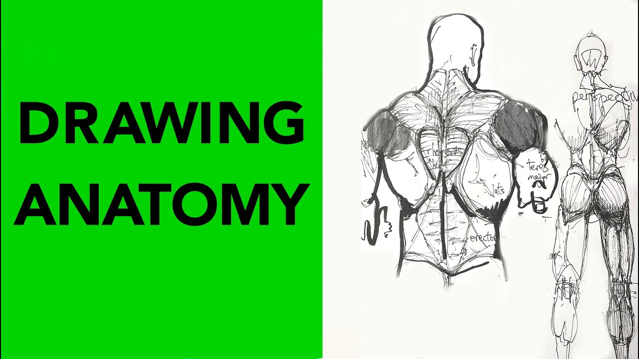 Realistic Human Anatomy for Drawing (In-Depth Live Lesson)