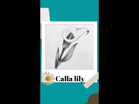 Calla lily flower