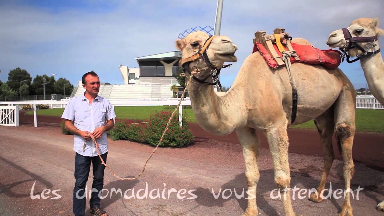 Courses de dromadaires à l'hippodrome de Pornichet