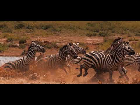 Himiway's $2K Zebra Breaks Fat E-Bike Norms With Power and Range to Satisfy - autoevolution