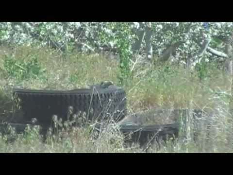 Varmint hunting