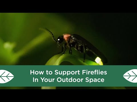 How to Support Fireflies in Your Outdoor Space