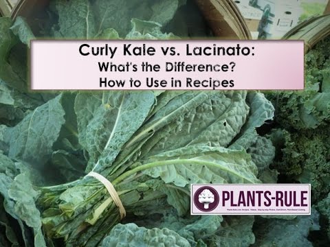 Curly Kale vs Lacinato "Dino" Kale: What's the Difference? from Plants-Rule