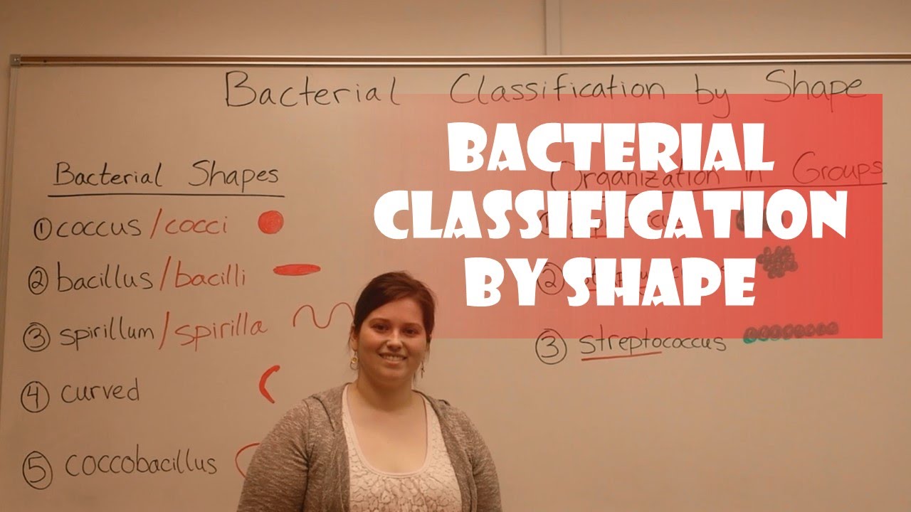Bacteria Classification by Shape