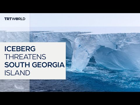 World's largest iceberg threatens South Georgia's wildlife