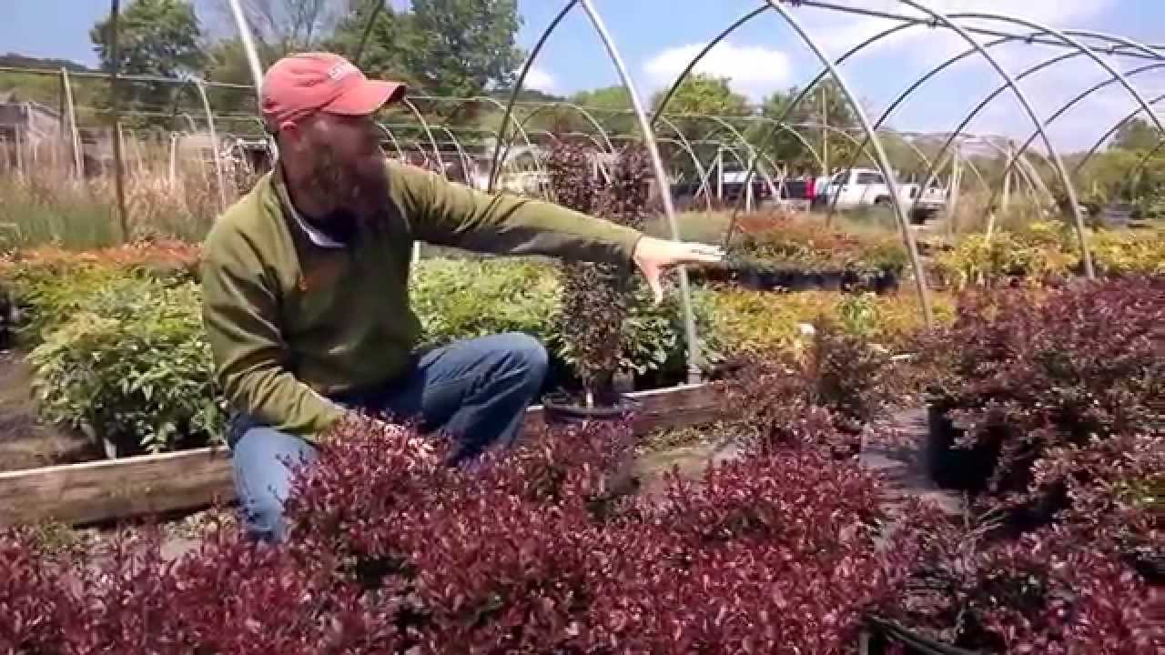 Crimson Pygmy Barberry | Carex Design Group