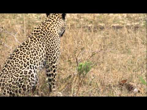 A young Leopard of about 3 years old – stalks, catches and plays with a ...