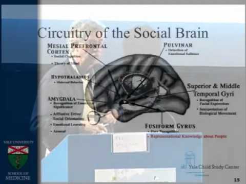 (Part 1/2) The social brain