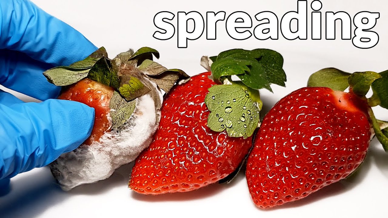 Feeding Fresh Strawberries to My Pet Mold