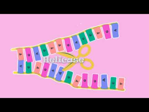 DNA Replication Short Simple Explanation Easy to Follow