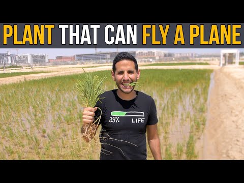 Plant That Can Fly A Plane