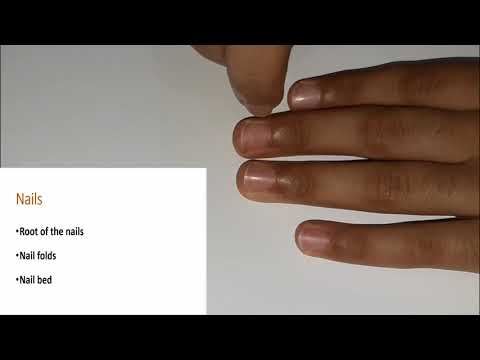What are skin appendages? Nail folds | Nail bed | Root of the nail