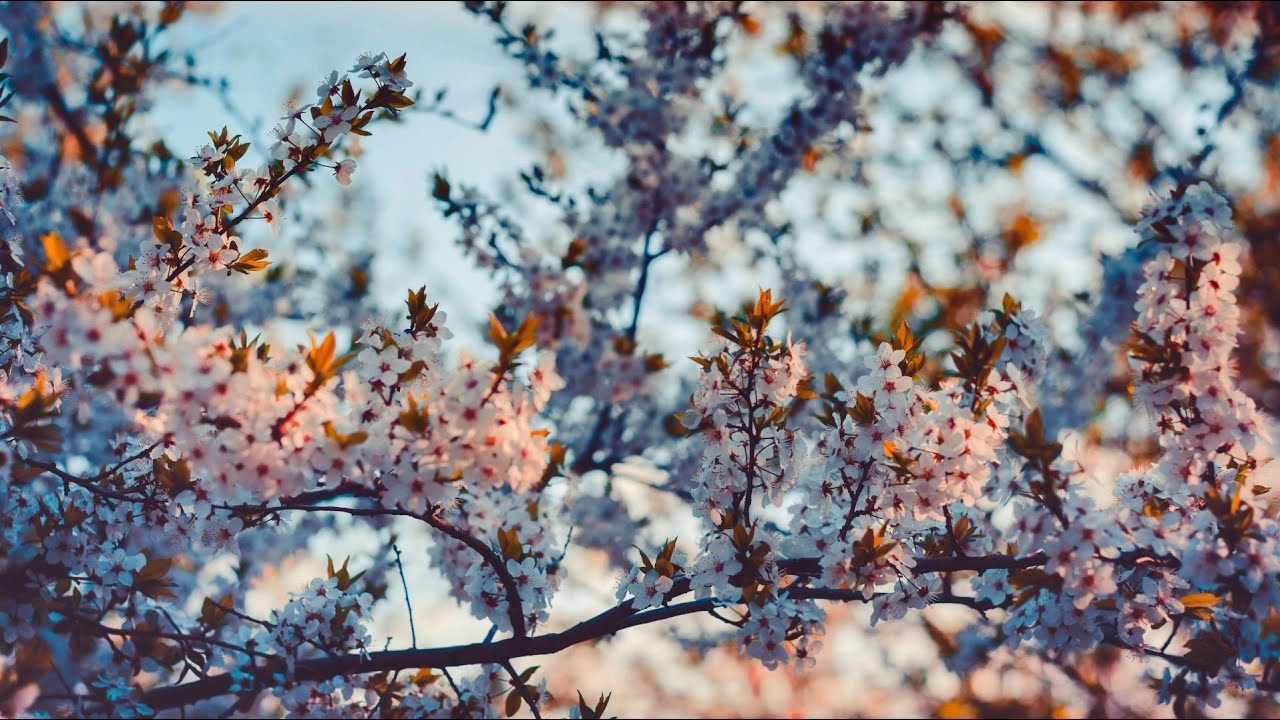 HD Wallpaper | Cherry Blossom