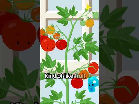 Fruit of the Spirit