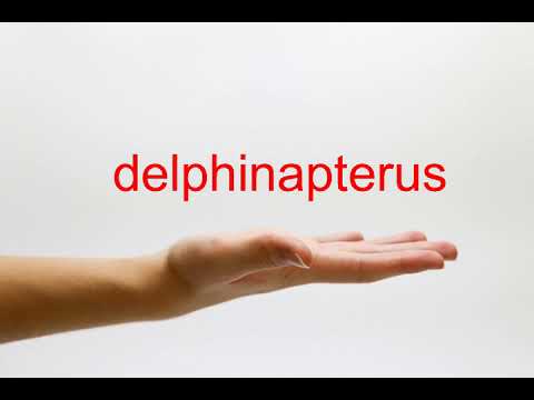 How to Pronounce delphinapterus - American English