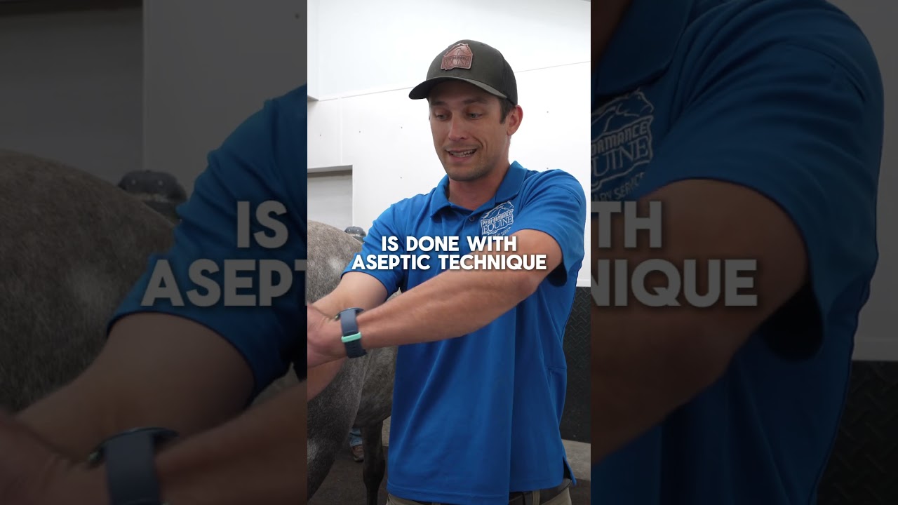 How to Maintain Sterility During Equine Hock Injections | Aseptic Technique in Horse Joint Care