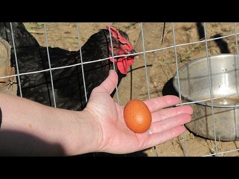 Eggs 101 What Do Those Confusing Labels Mean