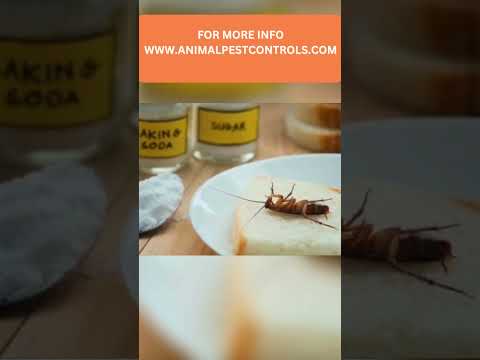 How to Use Baking Soda to Kill Cockroaches Effectively