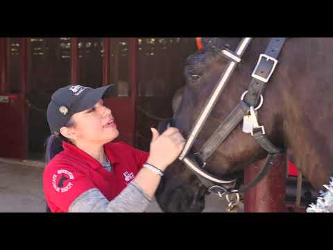 Fiona and Chicory (Royal Carriages)