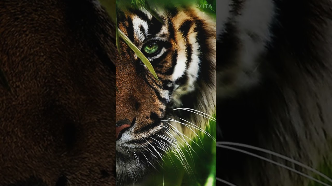 best tiger wallpapers,