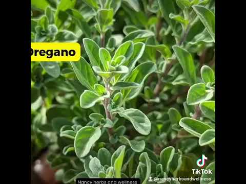 9 perennial herbs that you can plant once and enjoy for years