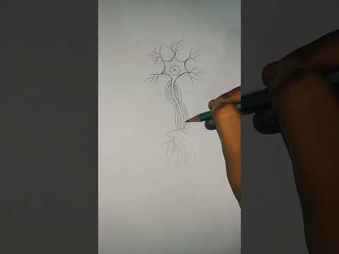 How to draw neuron cell picture in english translation #drawing