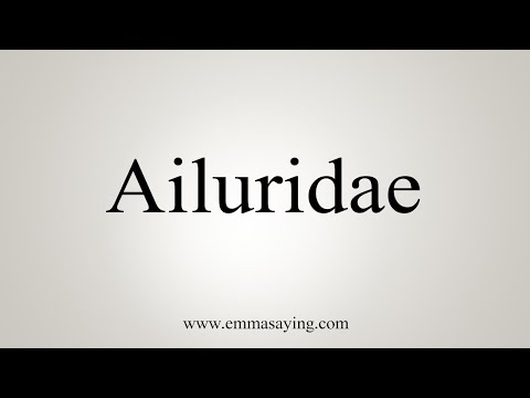 How To Say Ailuridae