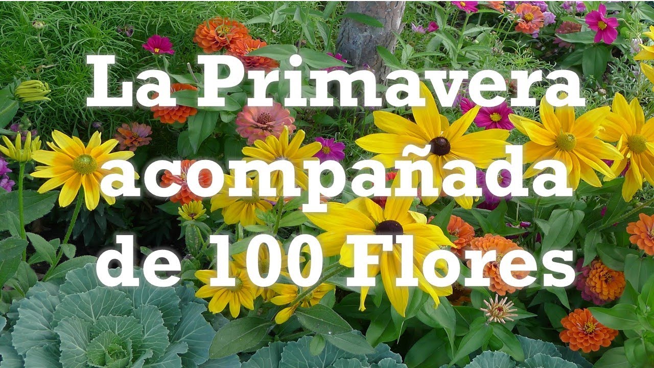 100 Fotos de flores con la Primavera