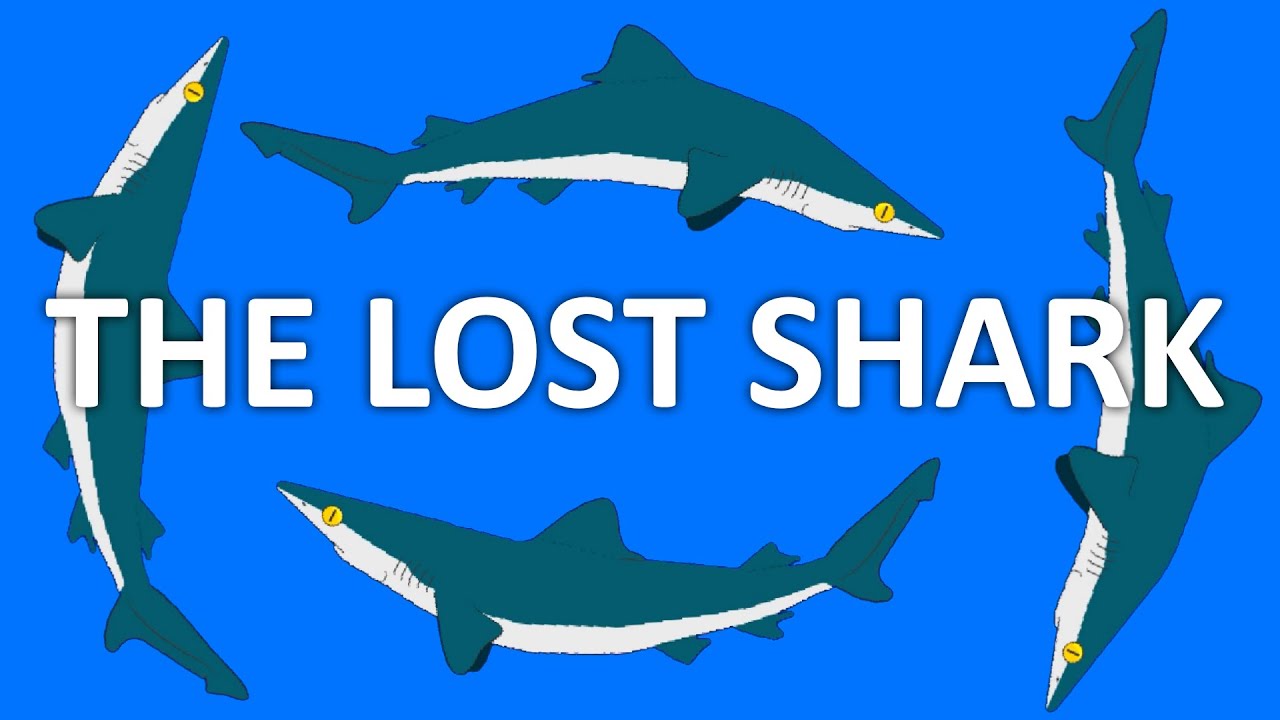What is... The Lost Shark? (Carcharhinus obsoletus)