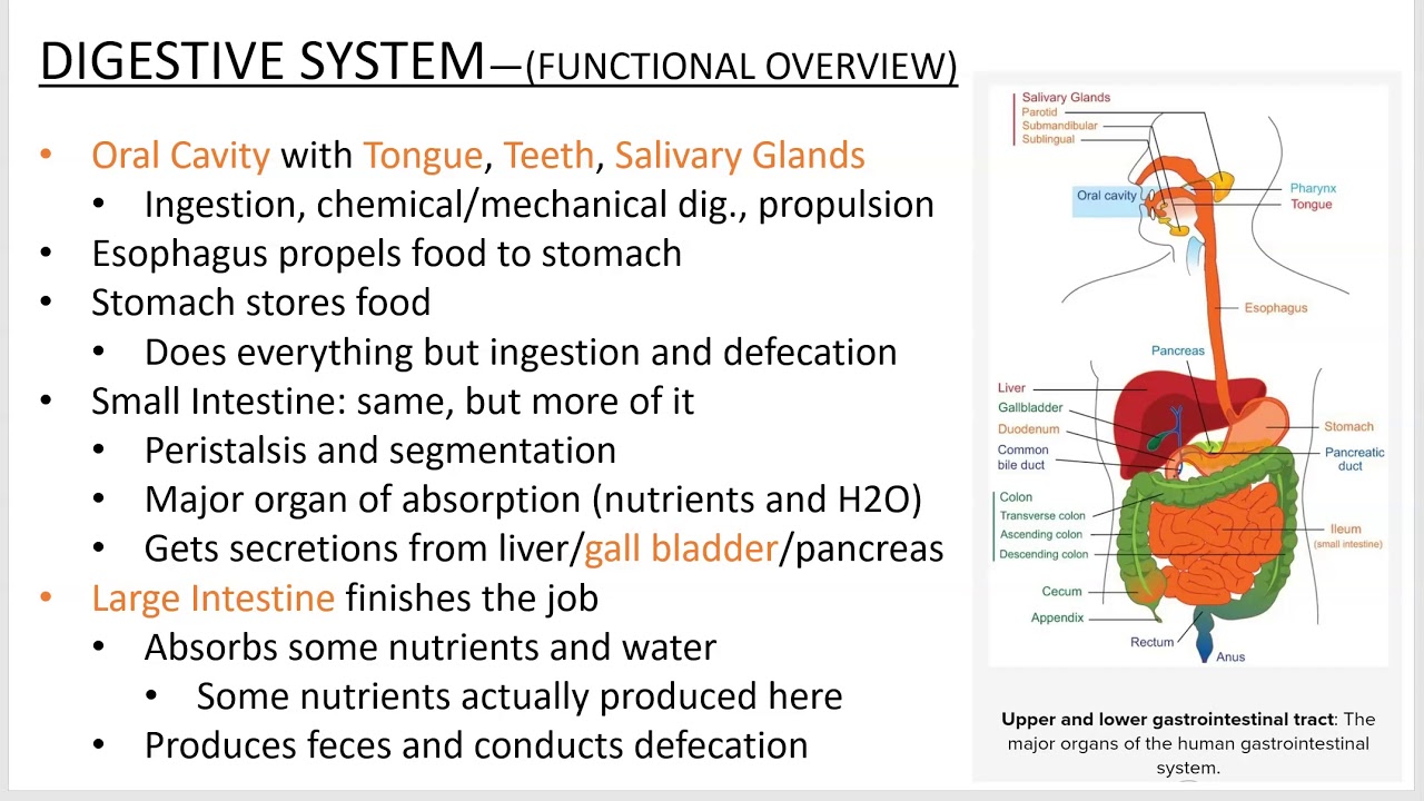Digestive System PowerPoint Screencast