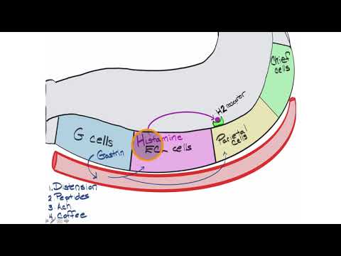Gastric Secretions