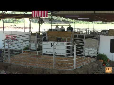 McCloud Farms 8th Angus Annual Bull and Female Jayess MS Oct 25_Oct12_13-01-05.mp4